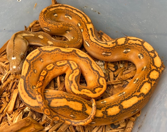 OGS 50% Het Purple Albino #2 Reticulated Python by Next Generation Morphs