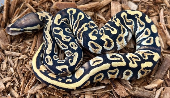 OD Vanilla GHI Het Clown Ball Python by Next Generation Morphs