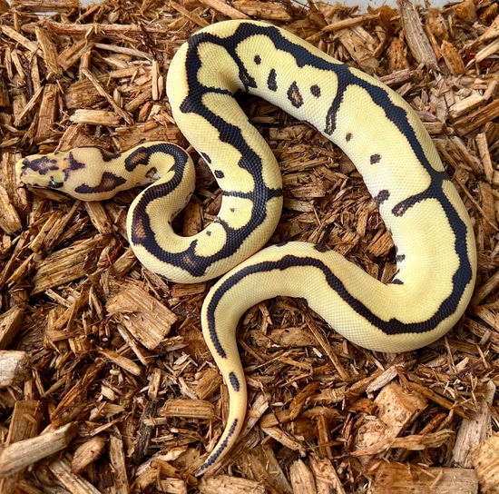 Super OD(YB) SN Fire Clown Ball Python by Next Generation Morphs