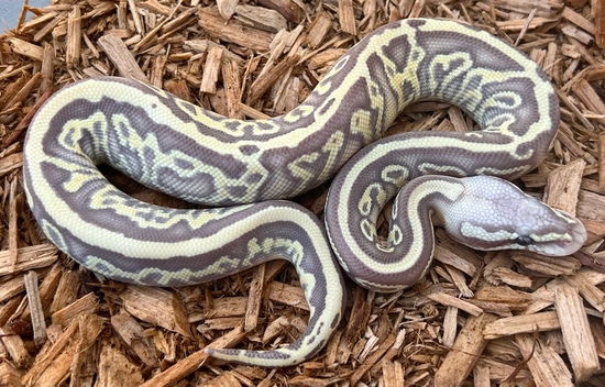 Female Maker Black Pewter Leopard Banana Ball Python by Next Generation ...