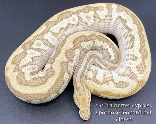 Lesser/butter Cypress Spotnose Leopard Het Clown Ball Python by Next ...