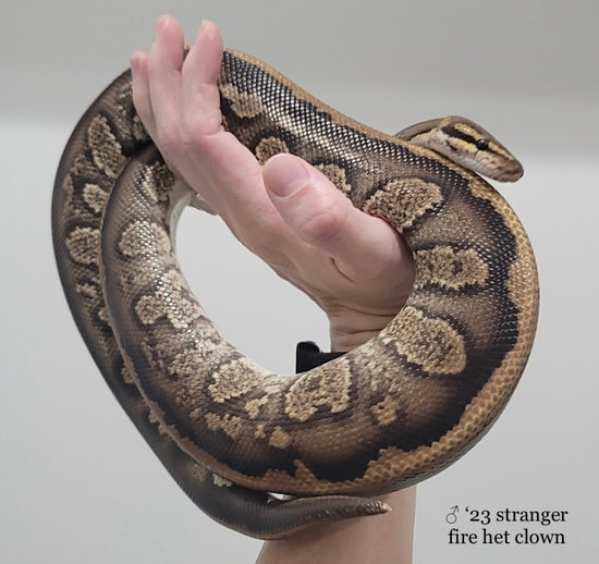 Stranger Fire Het Clown Ball Python by Next Generation Morphs