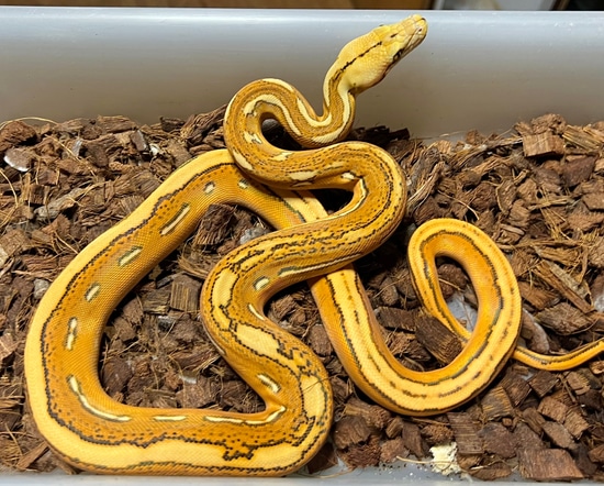OGS Het Purple Albino #1 Reticulated Python by Next Generation Morphs