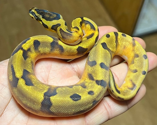 Super Enchi Pied #1 Ball Python by Next Generation Morphs