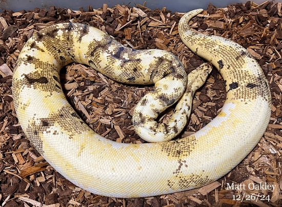 Paradox Enchi Bee Banana Sugar Clown Ball Python by Next Generation Morphs