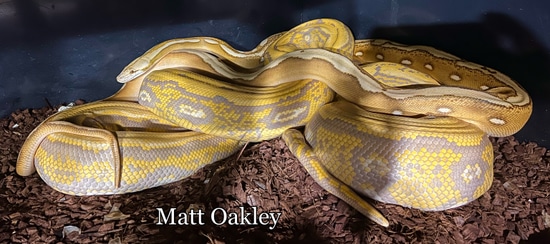 OGS Sunfire Het Purple Reticulated Python by Next Generation Morphs