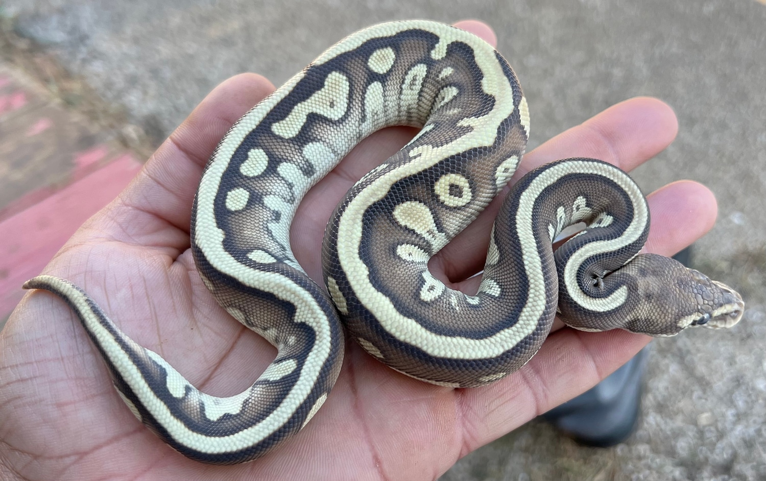 Lesser/butter cypress leopard het clown