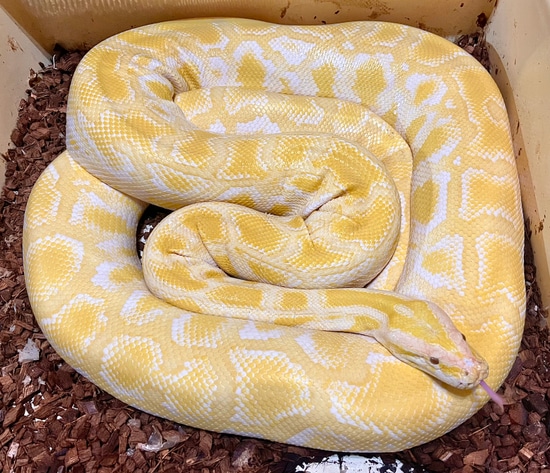 Educational Program Albino Burmese Python by Next Generation Morphs