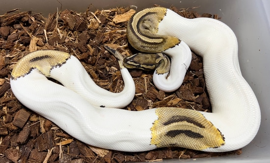 Pied - A Ball Python by Next Generation Morphs