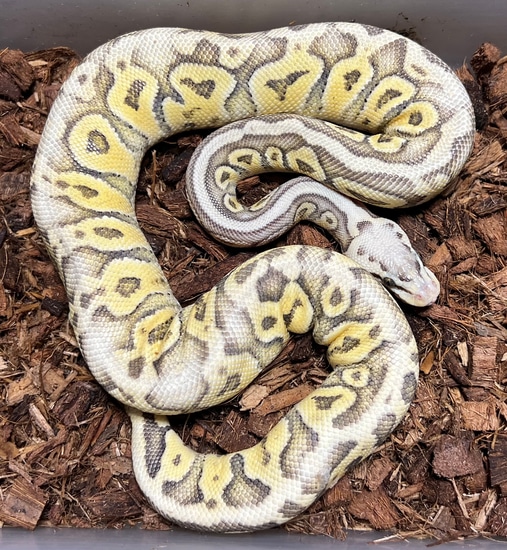 Super Pastel Spotnose Het Clown Ball Python by Next Generation Morphs