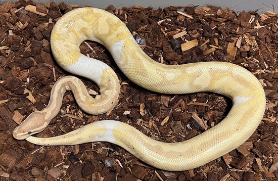 Banana Pied Ball Python by Next Generation Morphs