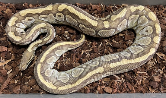 Lesser Het Clown Ball Python by Next Generation Morphs