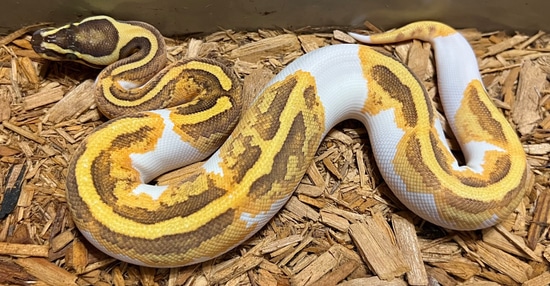 Enchi Fire YB Pied Ball Python by Next Generation Morphs
