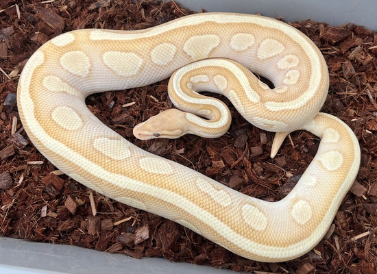 Lesser Banana 50% Het Gstripe Ball Python by Next Generation Morphs