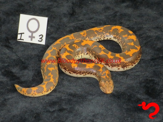 Extreme Red Dodoma Flame Kenyan Sand Boa by Blood Pythons UK