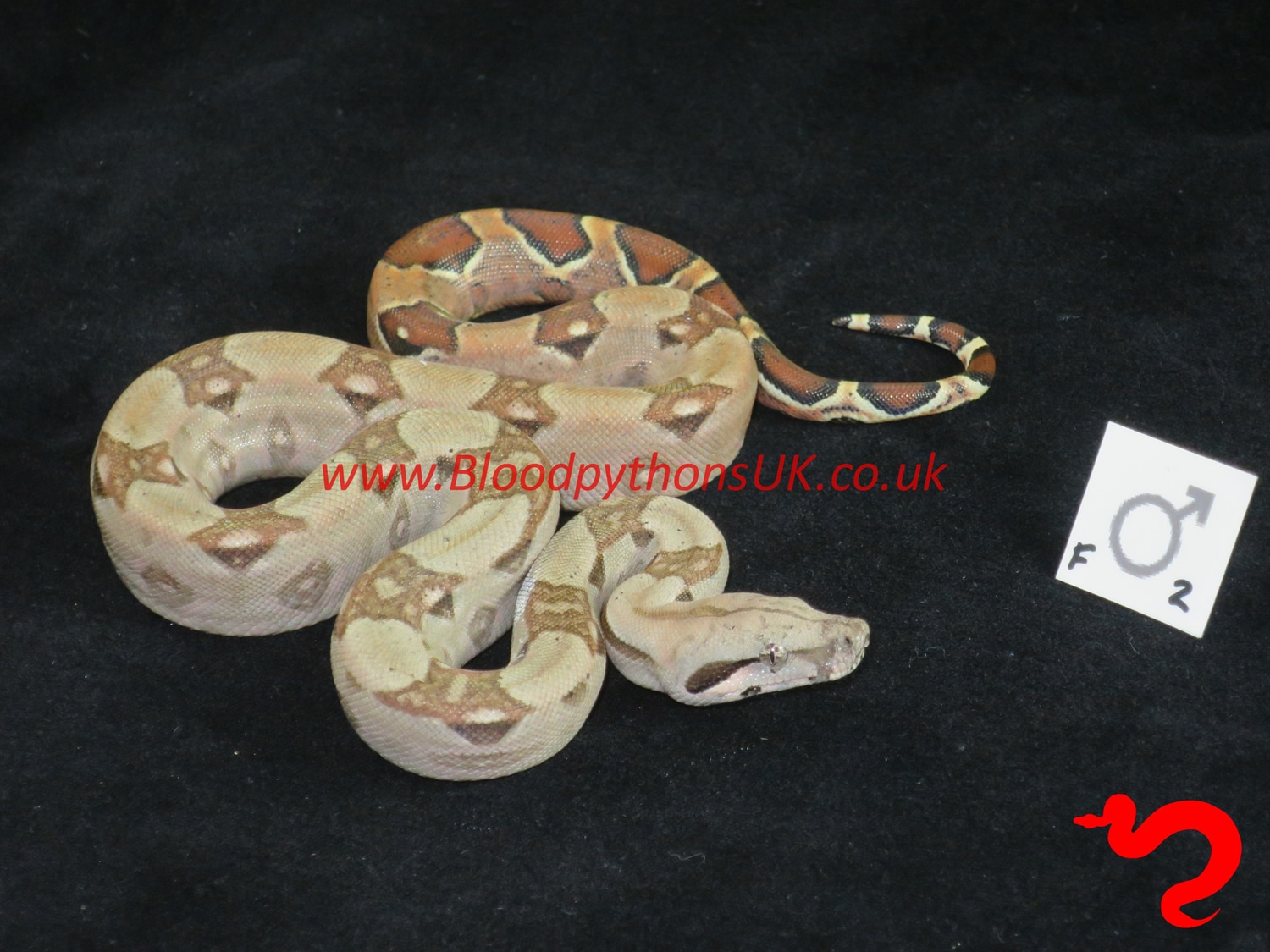 100% Het Sharp Albino 100% Het Blood Boa Constrictor by Blood Pythons ...