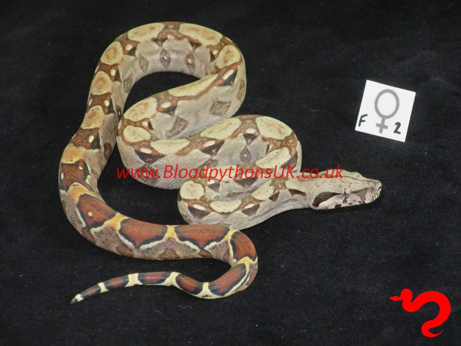 100% Het Sharp Albino 100% Het Blood Eating Defrost Fuzzy Boa ...