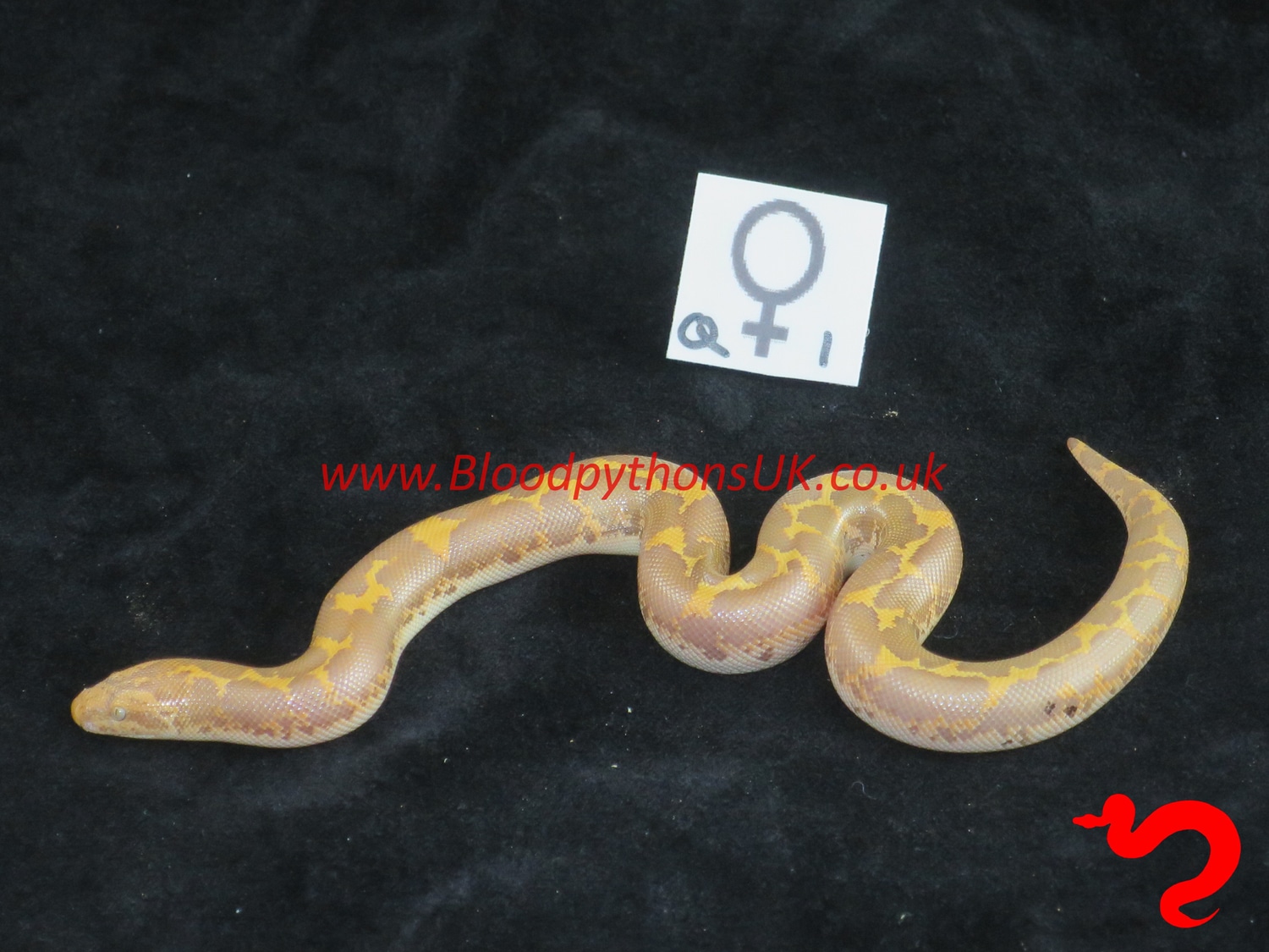 Paradox Albino 100% Het Axanthic Kenyan Sand Boa by Blood Pythons UK ...