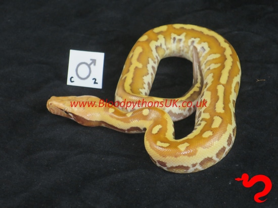 Matrix T+ Cherry Bomb Blood Python by Blood Pythons UK