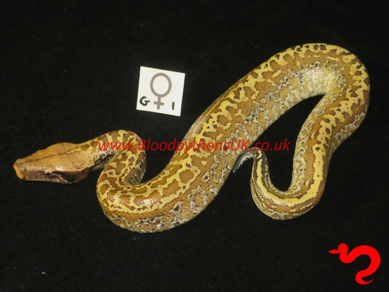 Batik 100% Het T+ Cherry Bomb Blood Python by Blood Pythons UK