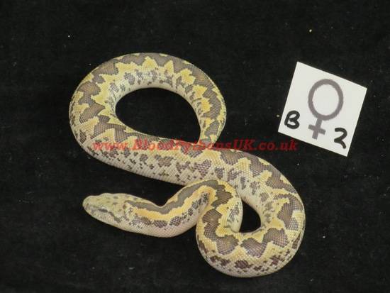 Double Gold Rough-Scaled Sand Boa by Blood Pythons UK