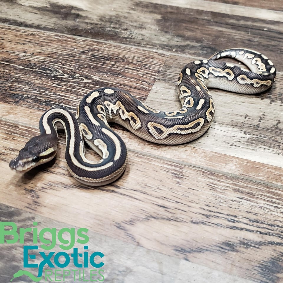 Cinnamon Mojave Ball Python by Briggs Exotic Reptiles - MorphMarket