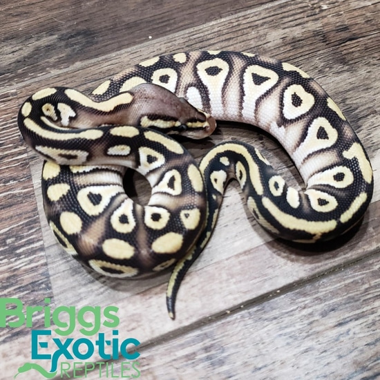 OD Super Pastel Mojave Ball Python by Briggs Exotic Reptiles