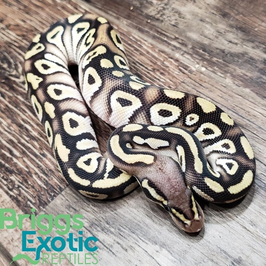 Super Pastel Mojave Ball Python by Briggs Exotic Reptiles