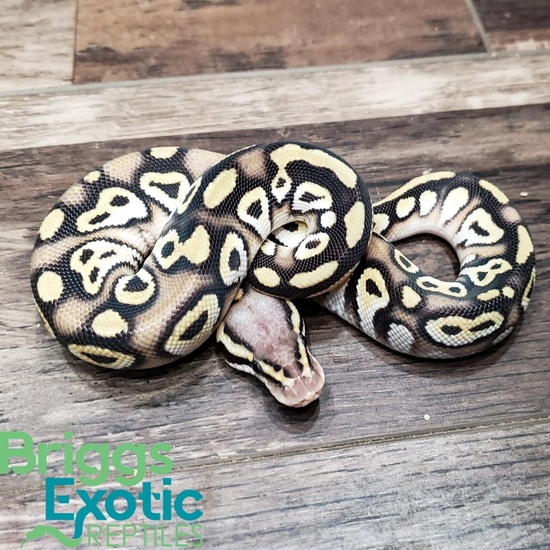 Super Pastel Mojave Ball Python by Briggs Exotic Reptiles