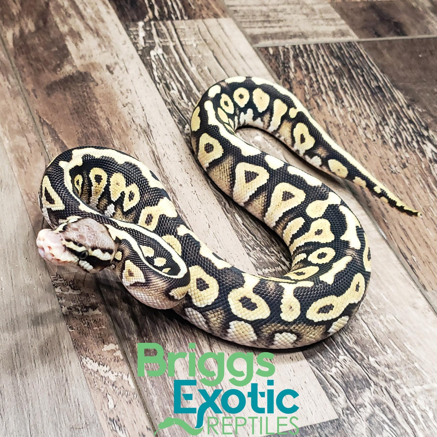 Pastave (YB) Ball Python by Briggs Exotic Reptiles - MorphMarket