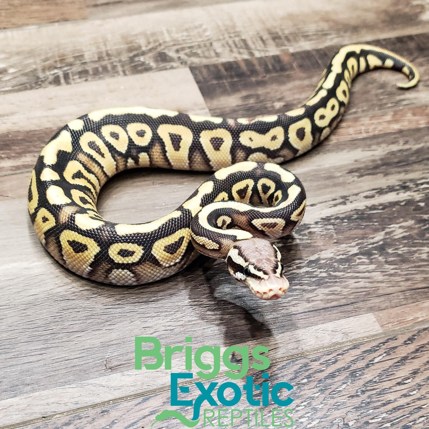 Spotnose Pastave Ball Python by Briggs Exotic Reptiles - MorphMarket
