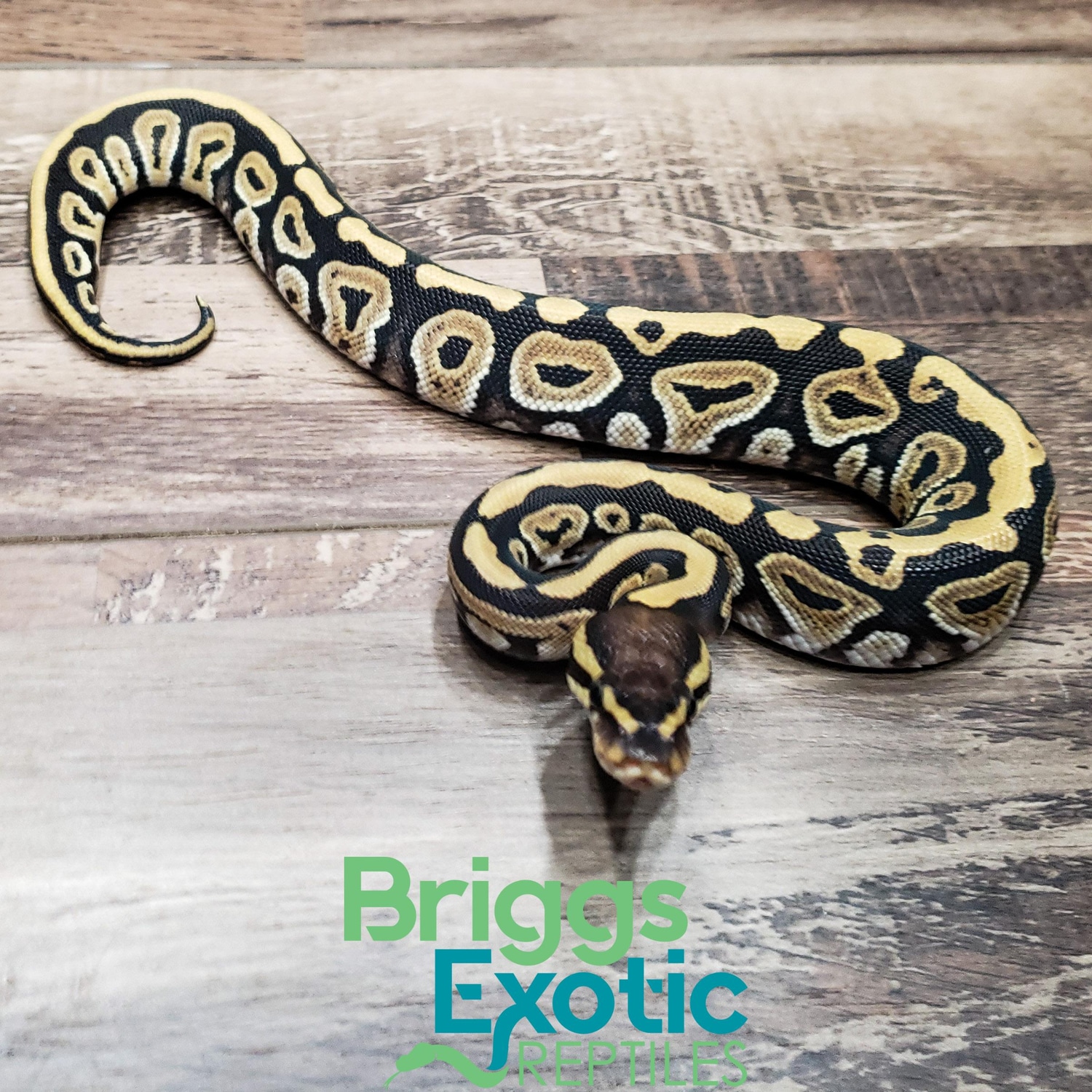 Phantom Het Clown Ball Python by Briggs Exotic Reptiles - MorphMarket
