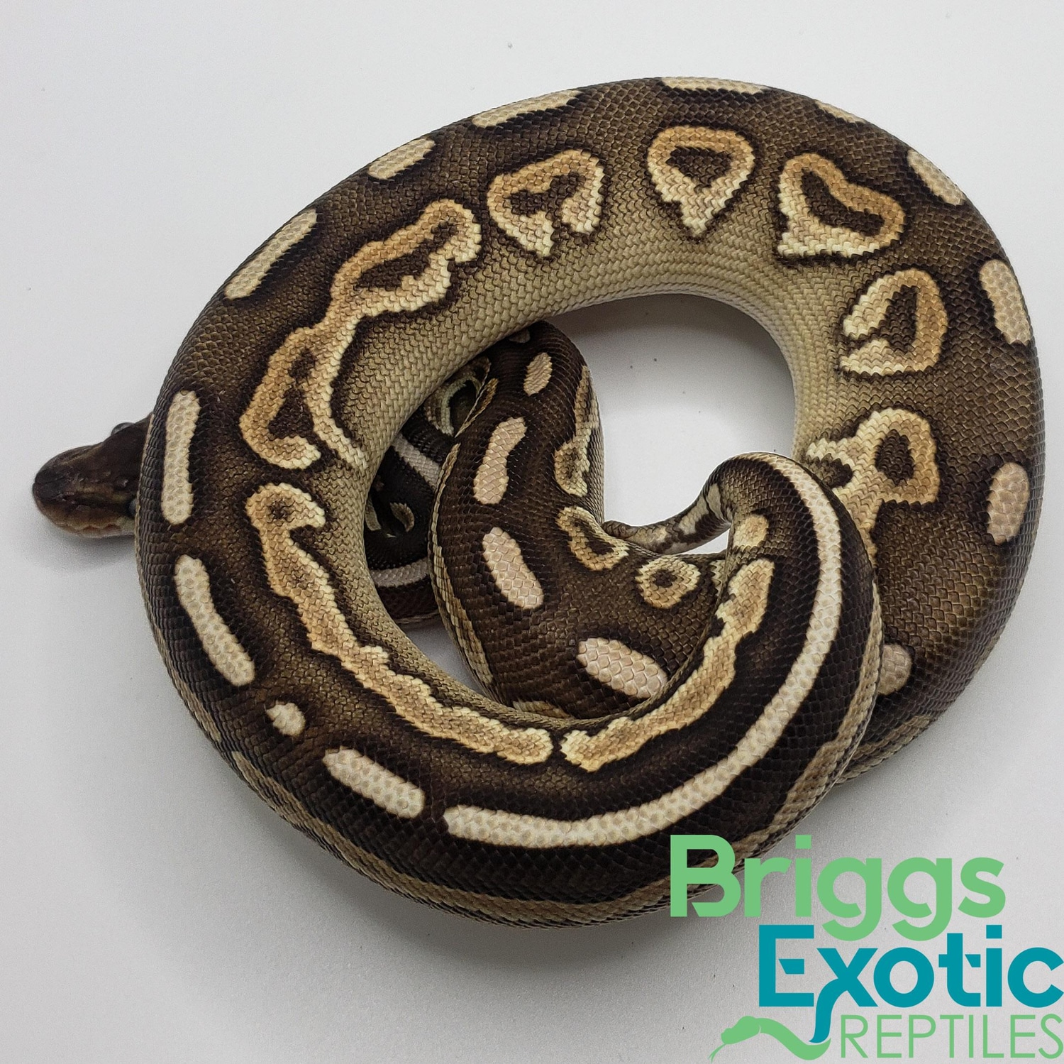 Cinnamon Mojave (YB) Ball Python by Briggs Exotic Reptiles - MorphMarket