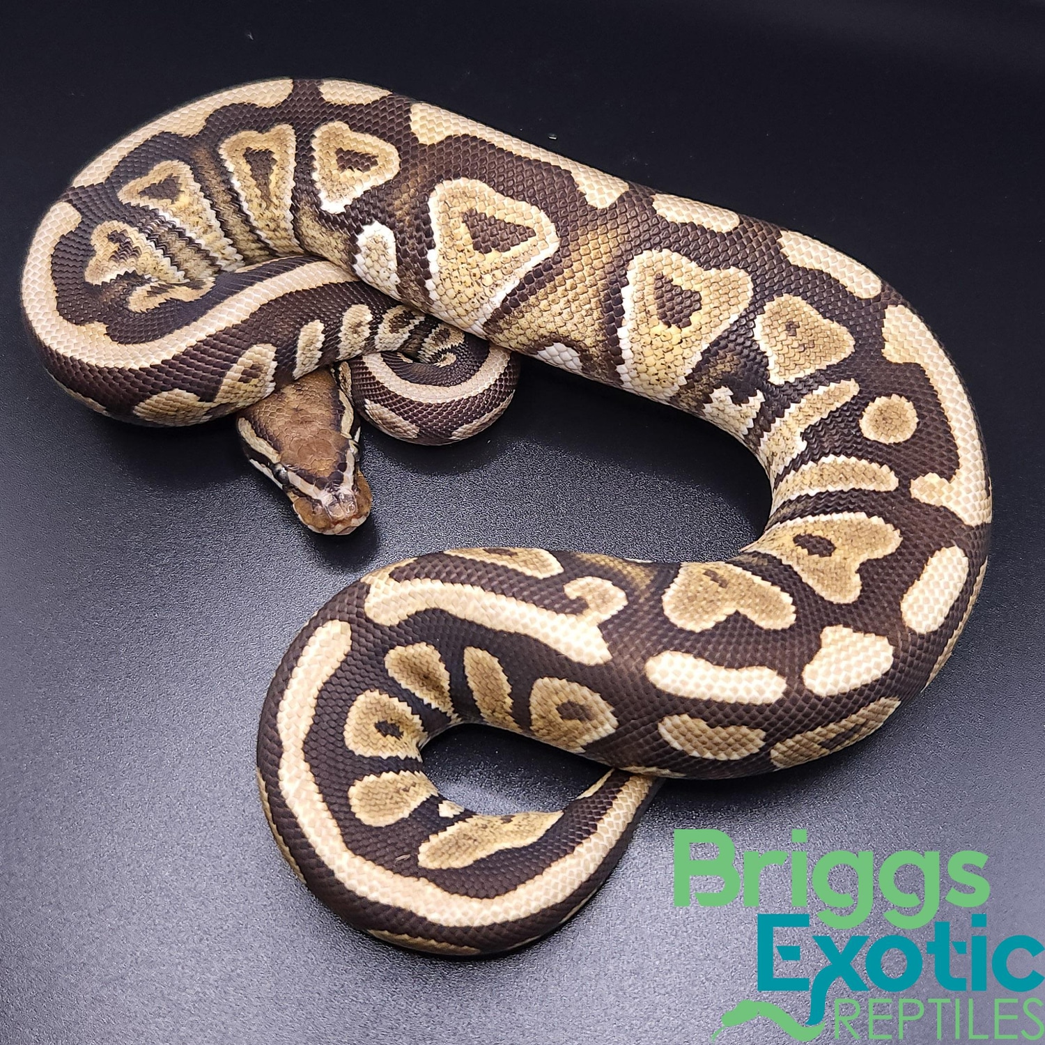 Spotnose Mojave Ball Python by Briggs Exotic Reptiles - MorphMarket