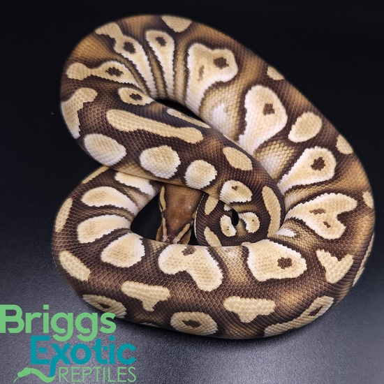 OD Pastave Ball Python by Briggs Exotic Reptiles