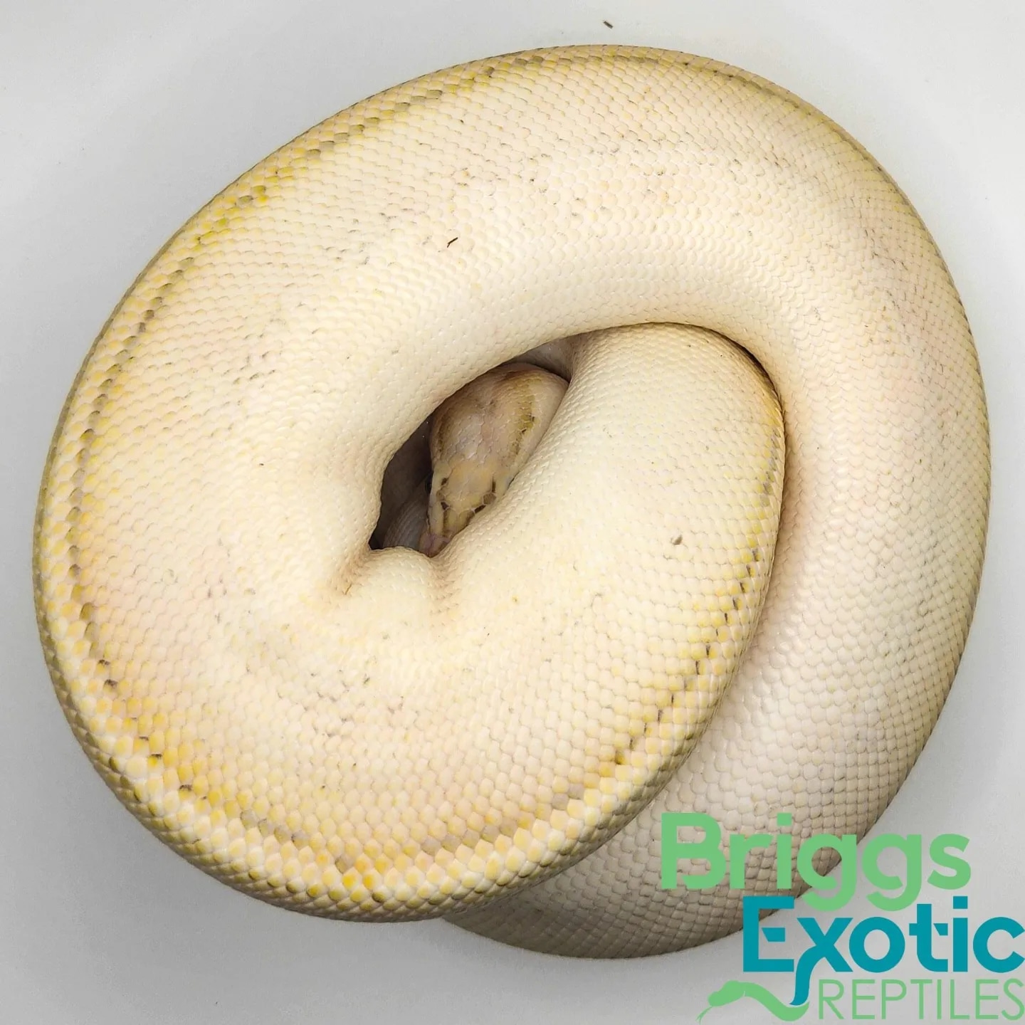 Spark Yellowbelly Ball Python by Briggs Exotic Reptiles - MorphMarket