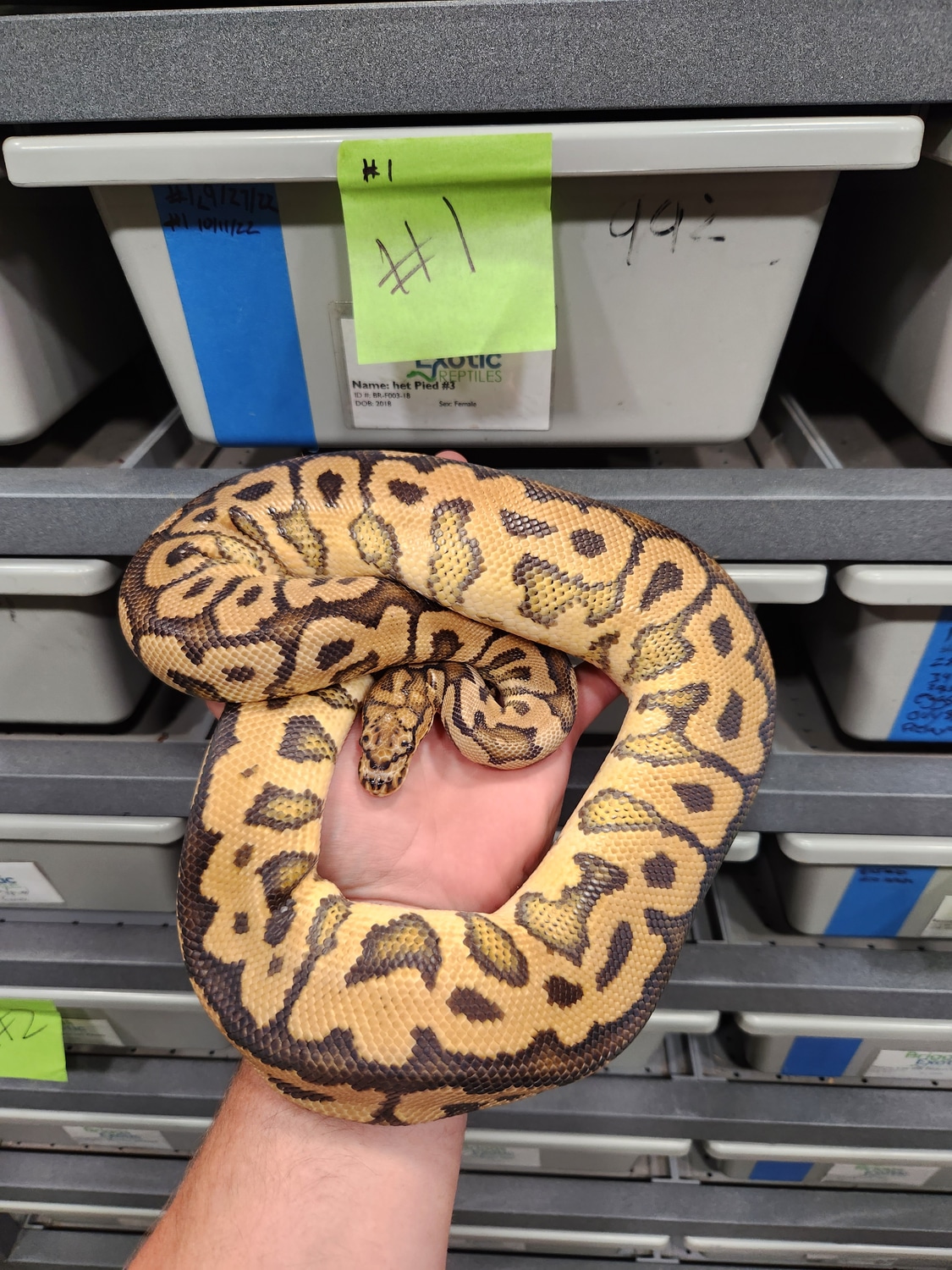Spotnose Yellowbelly NRG Clown Ball Python by Briggs Exotic Reptiles ...