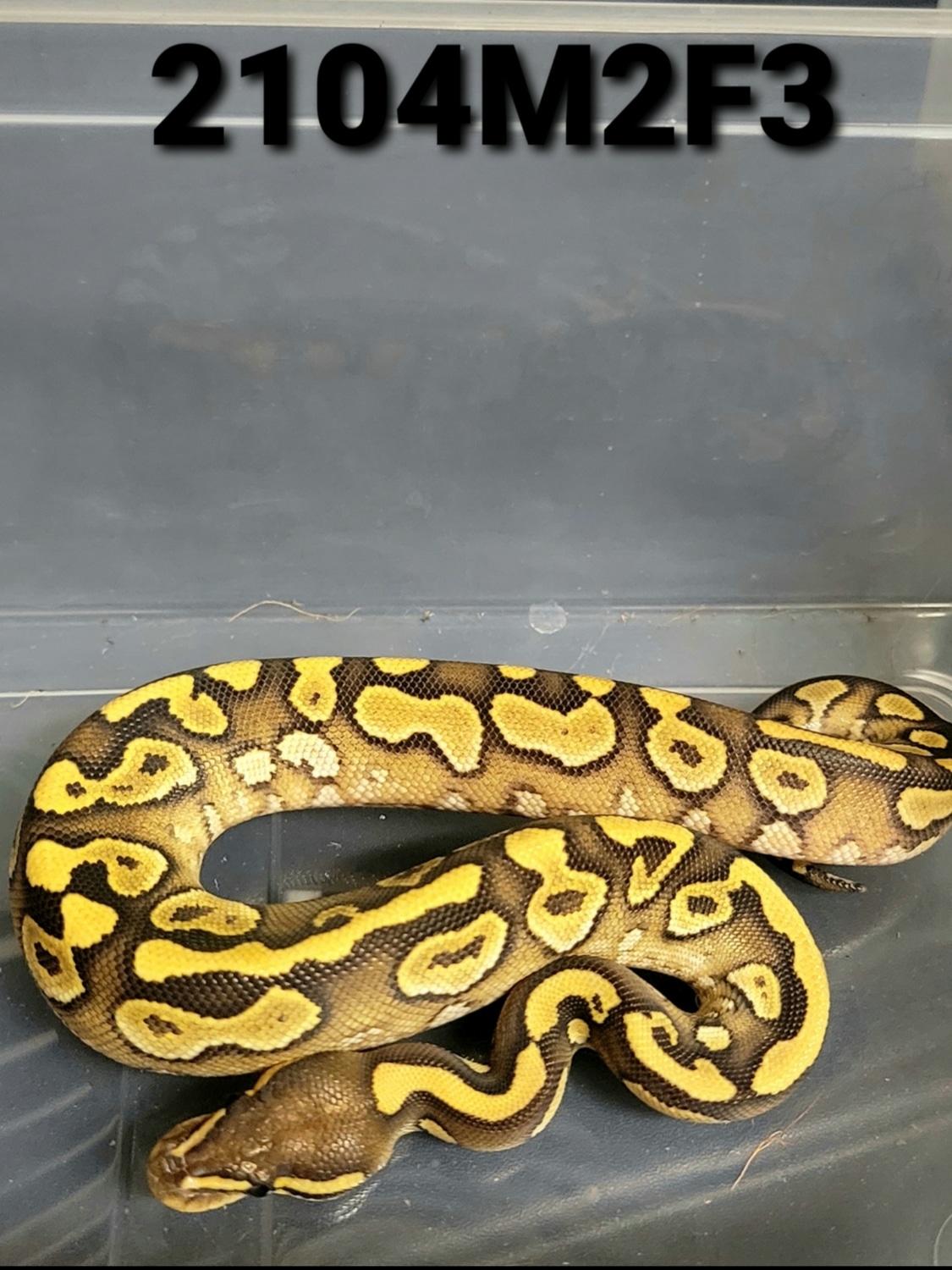 Mojave Asphalt/yellowbelly Ball Python by Bloodstripe Constrictors ...