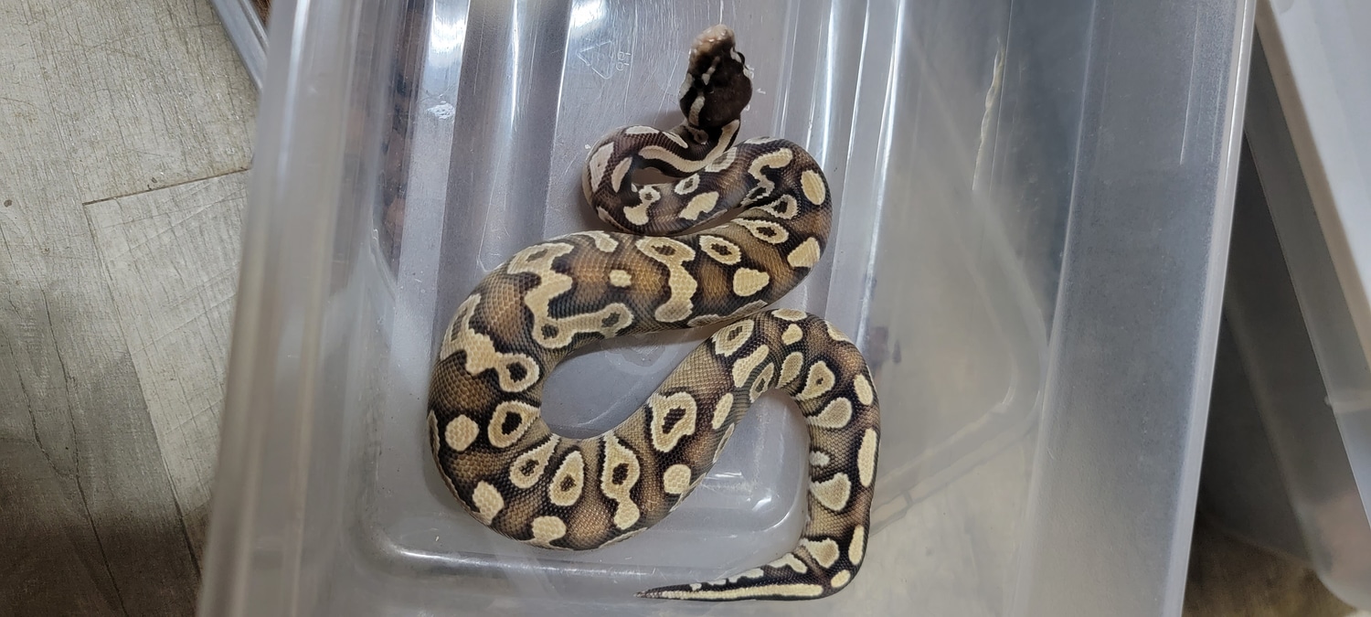Mojave Asphalt/yellowbelly Ball Python by Bloodstripe Constrictors ...