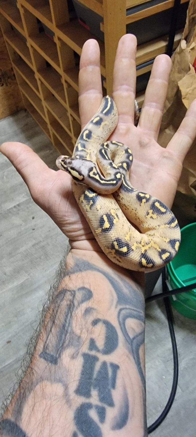 Pastel Freeway Ball Python by Bloodstripe Constrictors - MorphMarket