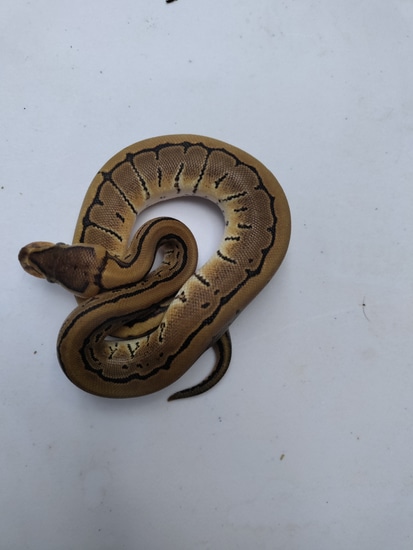 Pinstripe Het Albino Ball Python by Clair's Clutches