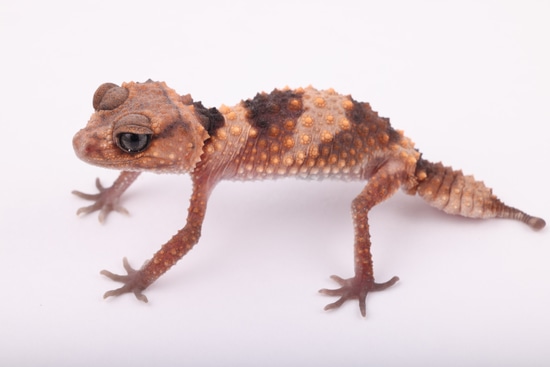 Nephrurus Cinctus Knob-Tailed Gecko by Bloody Goannas
