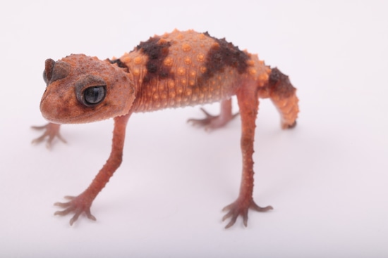 Nephrurus Cinctus Knob-Tailed Gecko by Bloody Goannas