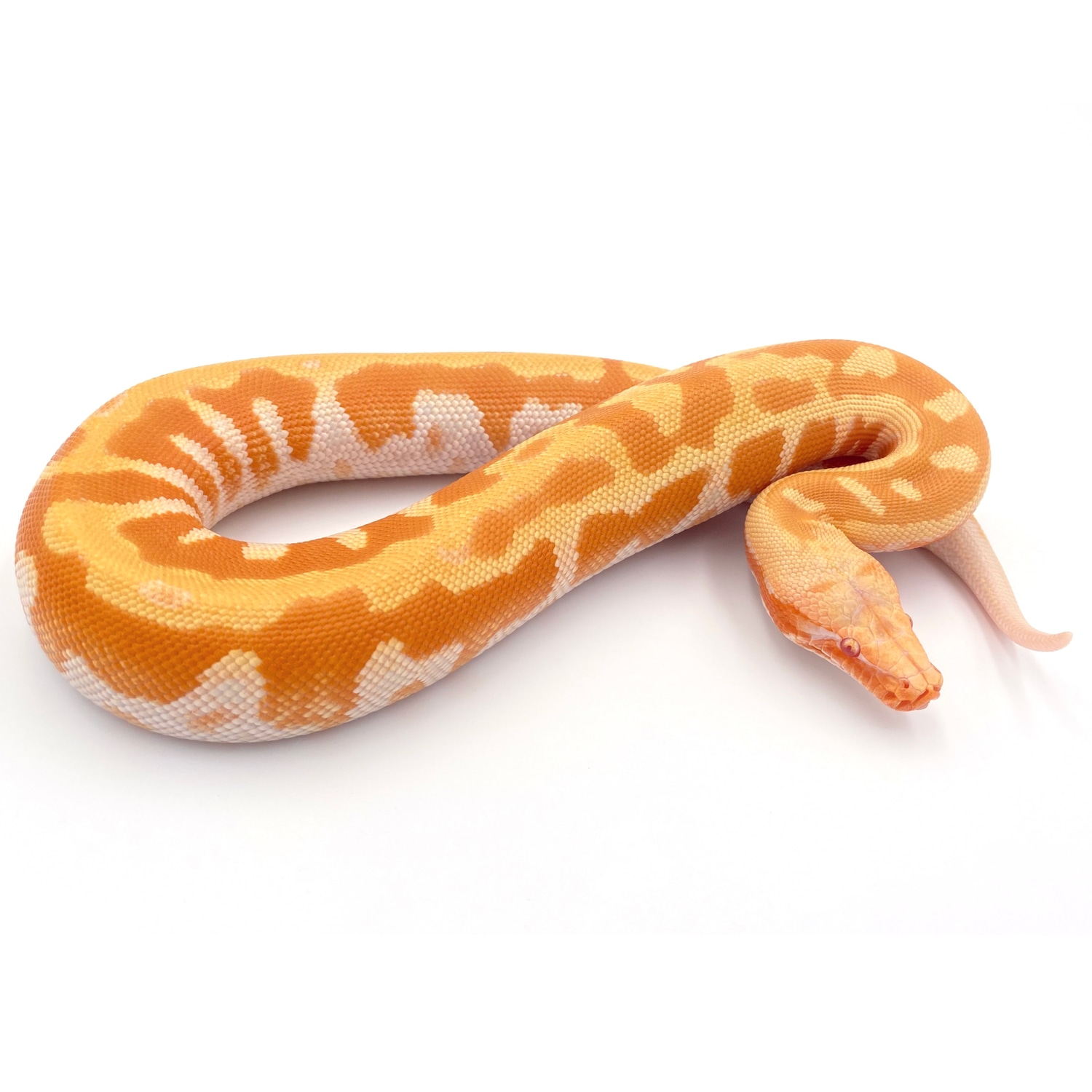 Juvenile T-neg Albino, May 2019 08. Free Shipping Blood Python by ...