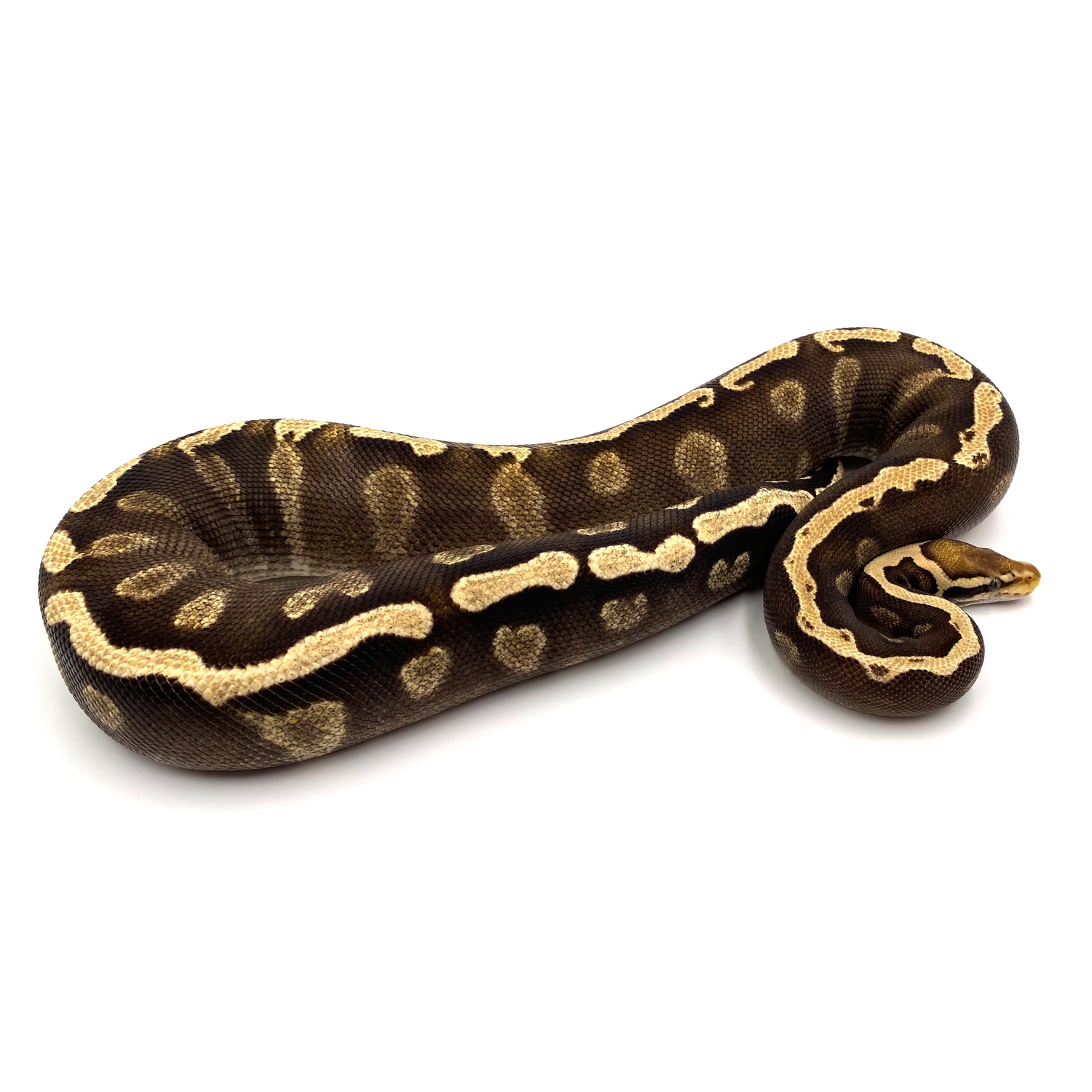 Adult Female 2017 Pastel, Mojave, GHI, Yellow Belly. Ball Python by ...