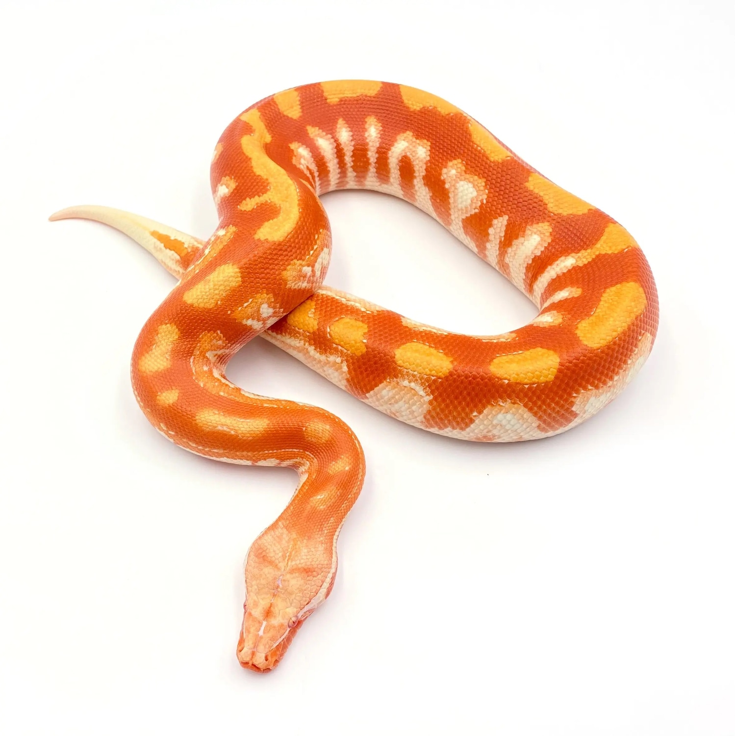 Juvenile T-neg Albino, Apr 2019 HOLDBACK. Free Shipping Blood Python by ...
