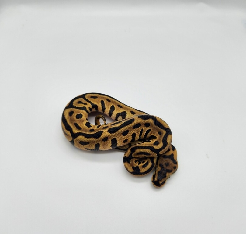 Het Desert Ghost, Het Monarch, Spotnose, Leopard, Enchi, 50% Het Clown Ball Python by # ...