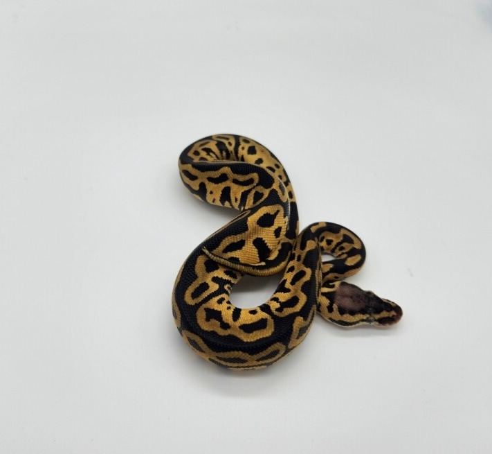 Het Desert Ghost, Het Monarch, Pastel, Spotnose, Enchi, 50% Het Clown ...