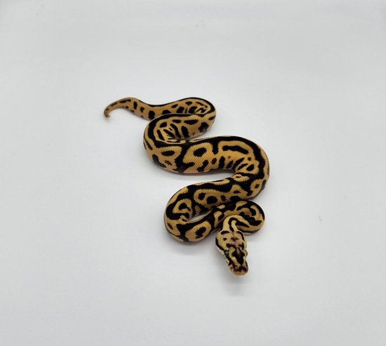 Het Desert Ghost, Het Monarch, Pastel, Enchi, Leopard, Spotnose, 50% ...