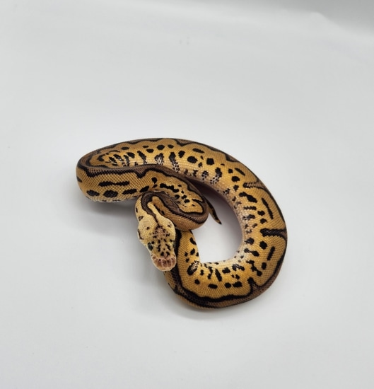 Pastel, Leopard, Clown, 66% Het Puzzle Ball Python by #piedislife